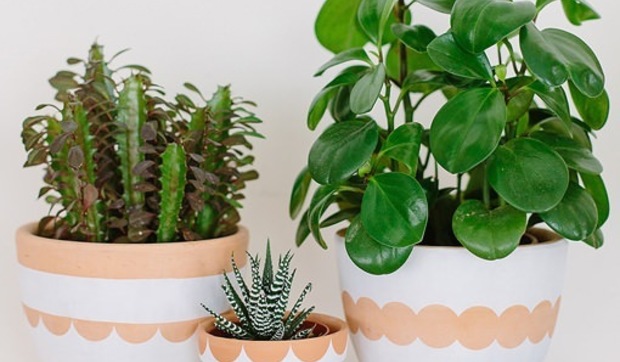 DIY en un trix: decorar macetas de interior