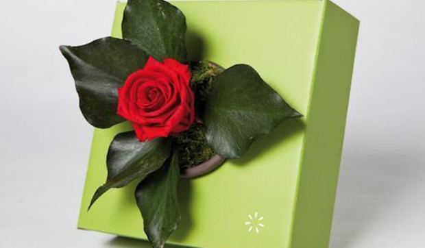 Regala una rosa sin fecha de caducidad